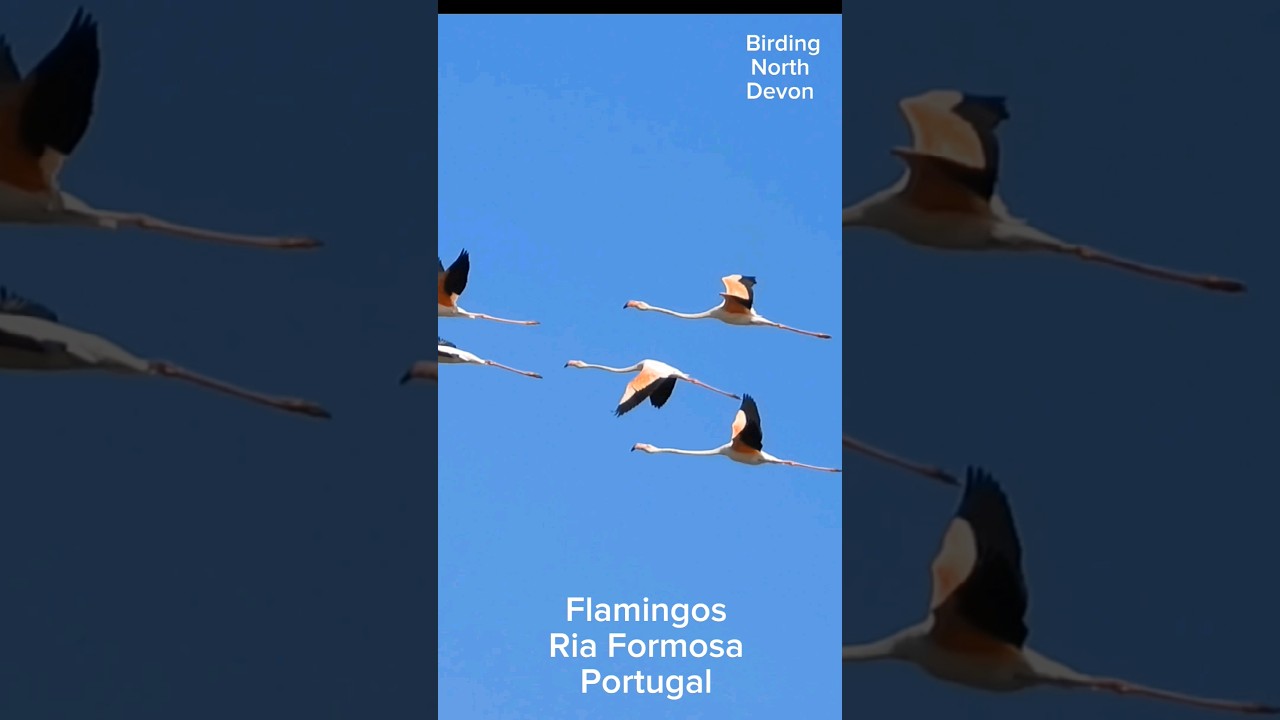 Flamingos on the Ria formosa nature reserve Portugal - YouTube