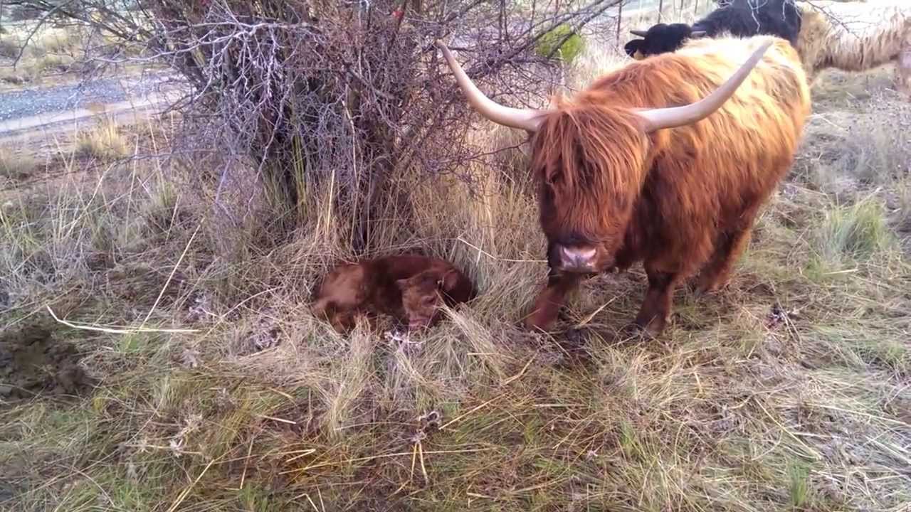 Parto VACA PELIRROJA🐂 - YouTube