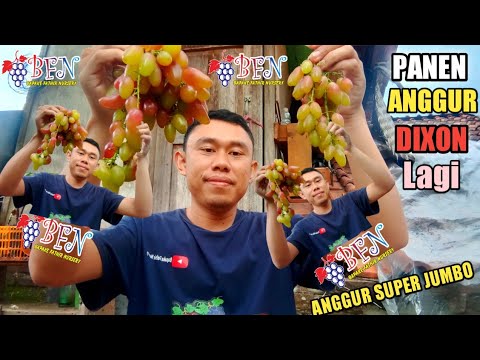 Panen Anggur Dixon Lagi‼️ Harvesting Grape On My Roof top🔥🍇🍇 - YouTube