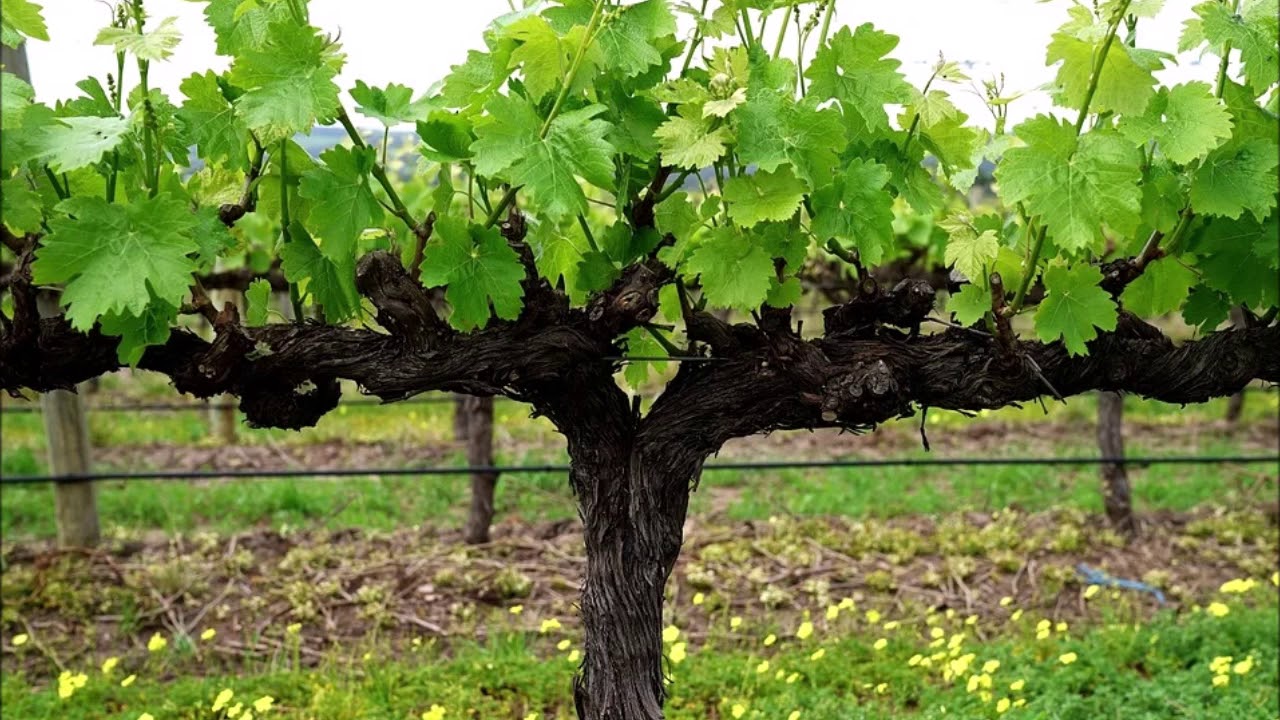 I AM The True Vine A Short Reflection On John 15 1 8 YouTube i-am-the-true-vine-a-short-reflection-on-john-15-1-8-youtube