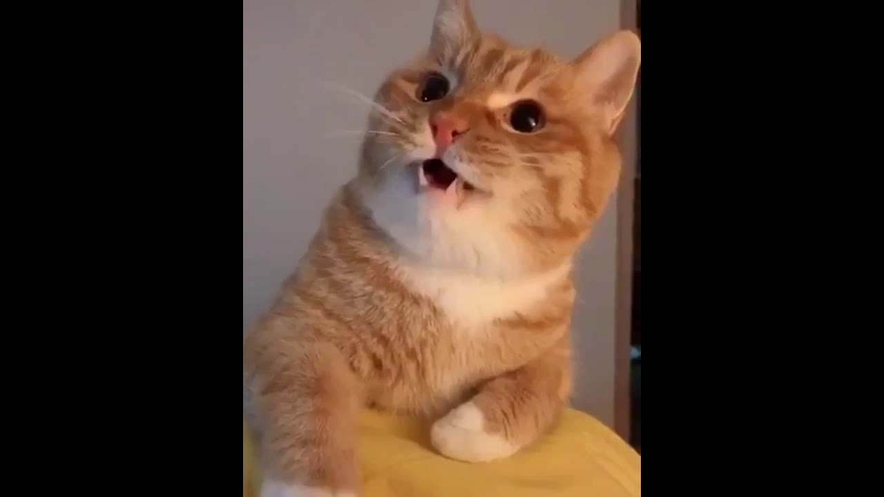 Scaring Cat and Dogs 4 fun - YouTube