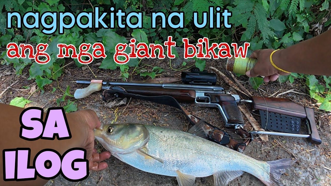 Nagpakita na Ulit ang mga Giant Bikaw sa Ilog | Tiksay Fish Hunting ...