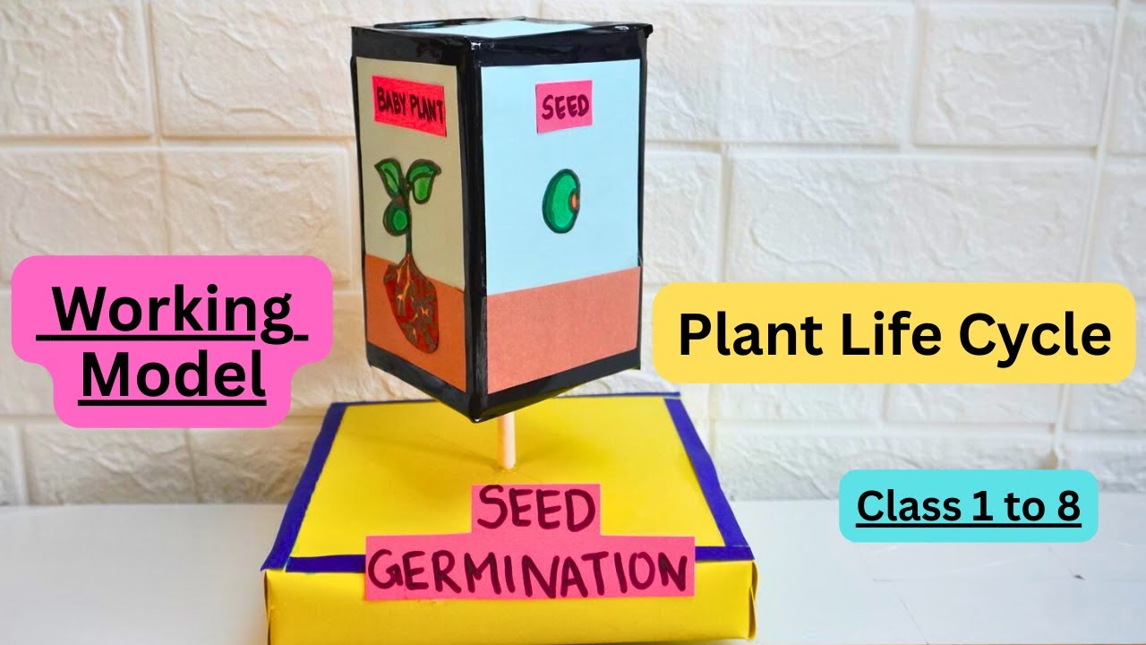 Seed Germination Model | Easy Biology Science Project for Students ...