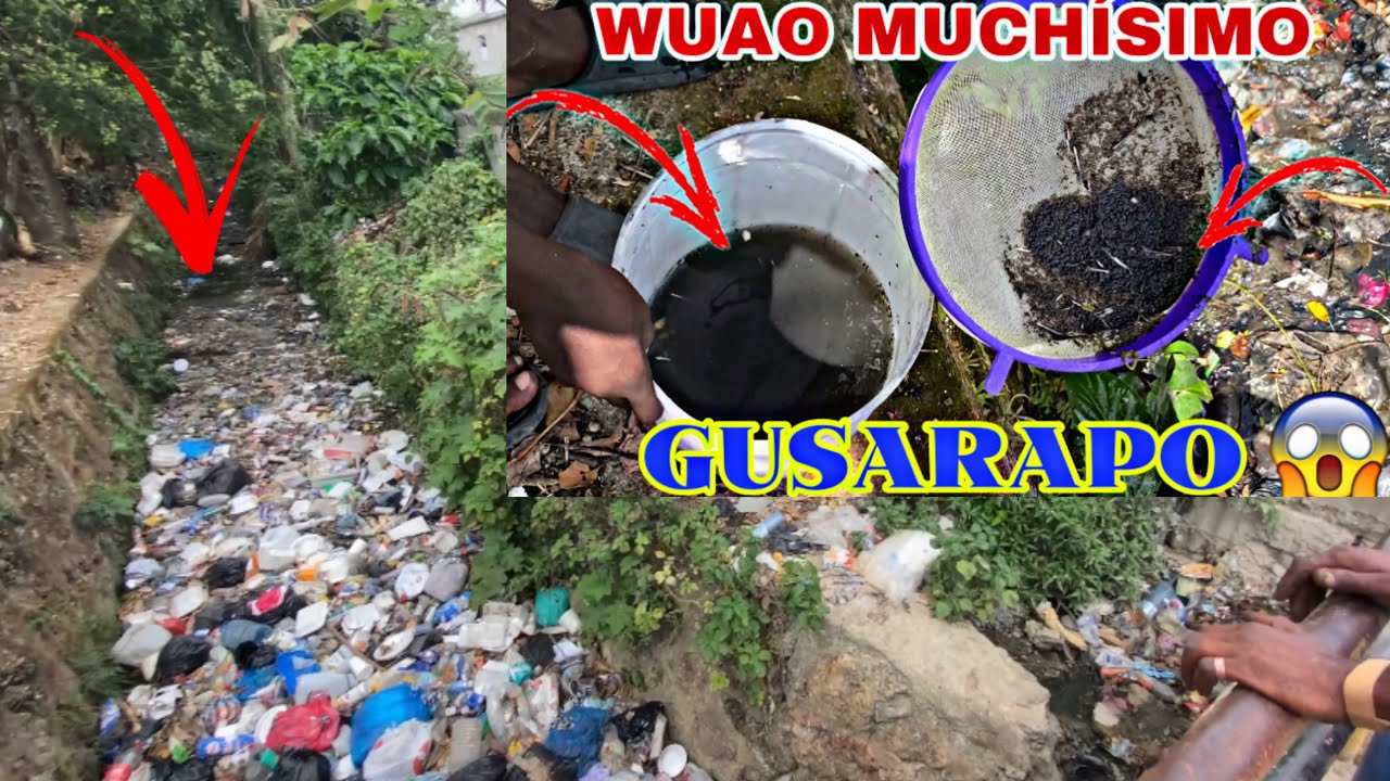 BUSCANDO GUSARAPO PARA LOS BETTAS EN UN LUGAR MUY DESECHABLE 👁️ - YouTube