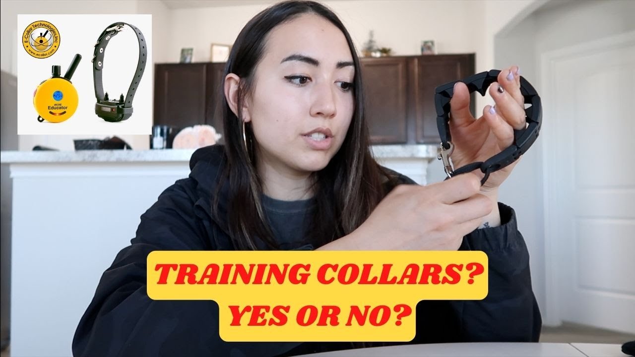 Training Collars??? When to Use? (Basic Overview) - YouTube
