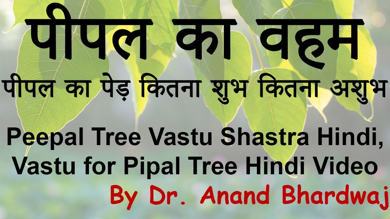पीपल के पेड़ का वहम, Pipal Tree, पीपल का पेड़ कितना शुभ कितना अशुभ ...