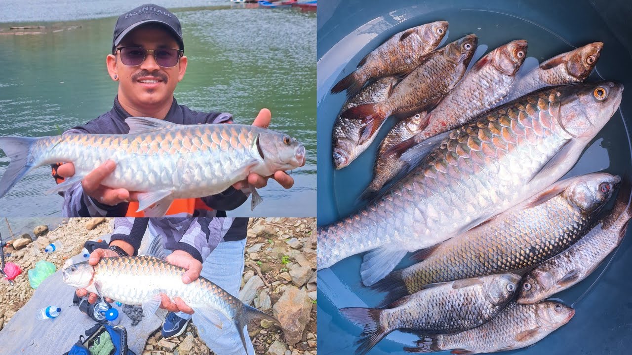 Blue Fin Copper Mahseer Catch At Kulekhani Dam #fishing #river #fish # ...