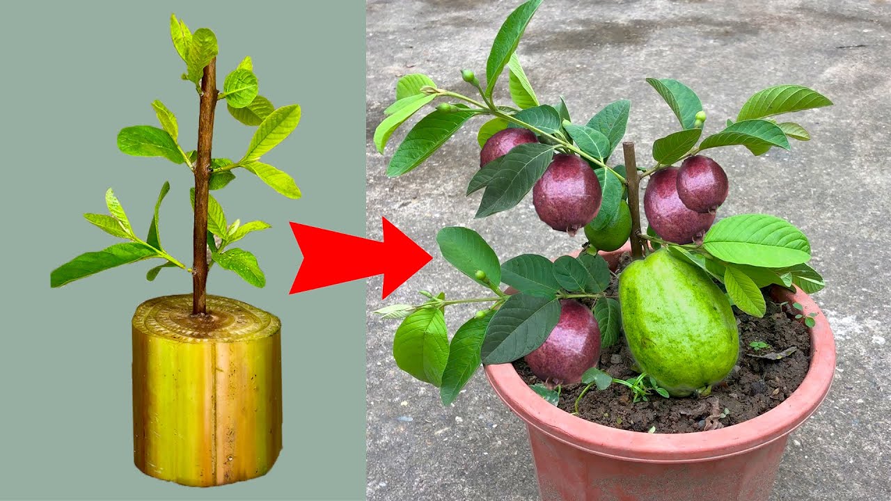 Using banana trees to propagate guava trees quickly for fruit - YouTube