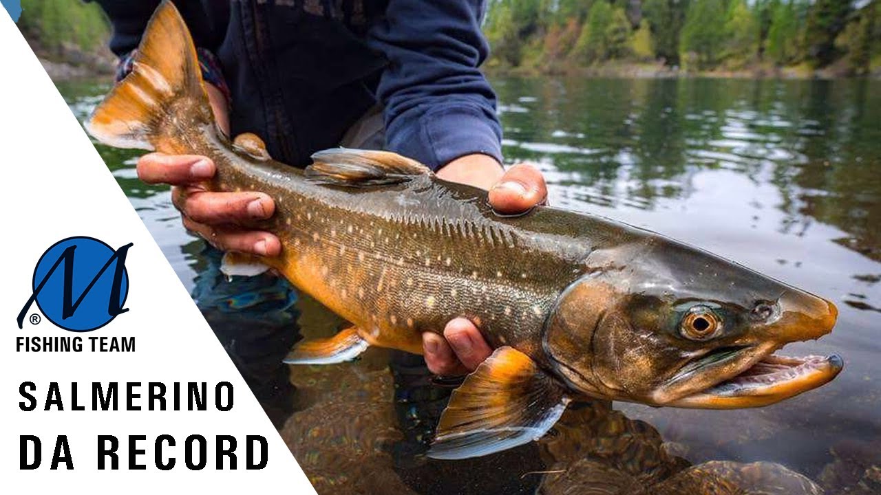Il salmerino primitivo - la vera storia del pesce da record - YouTube