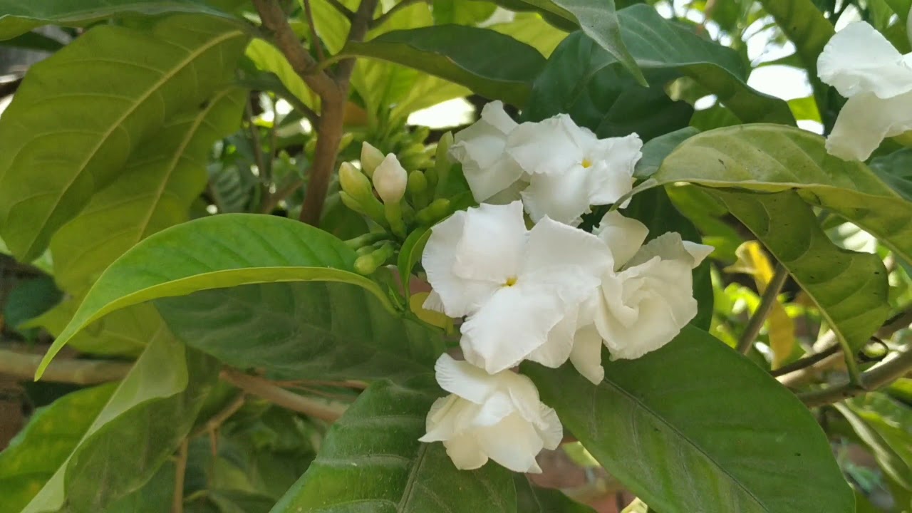 Double Chandni flowers|| How to care and grow|| Summer flowers|| White ...