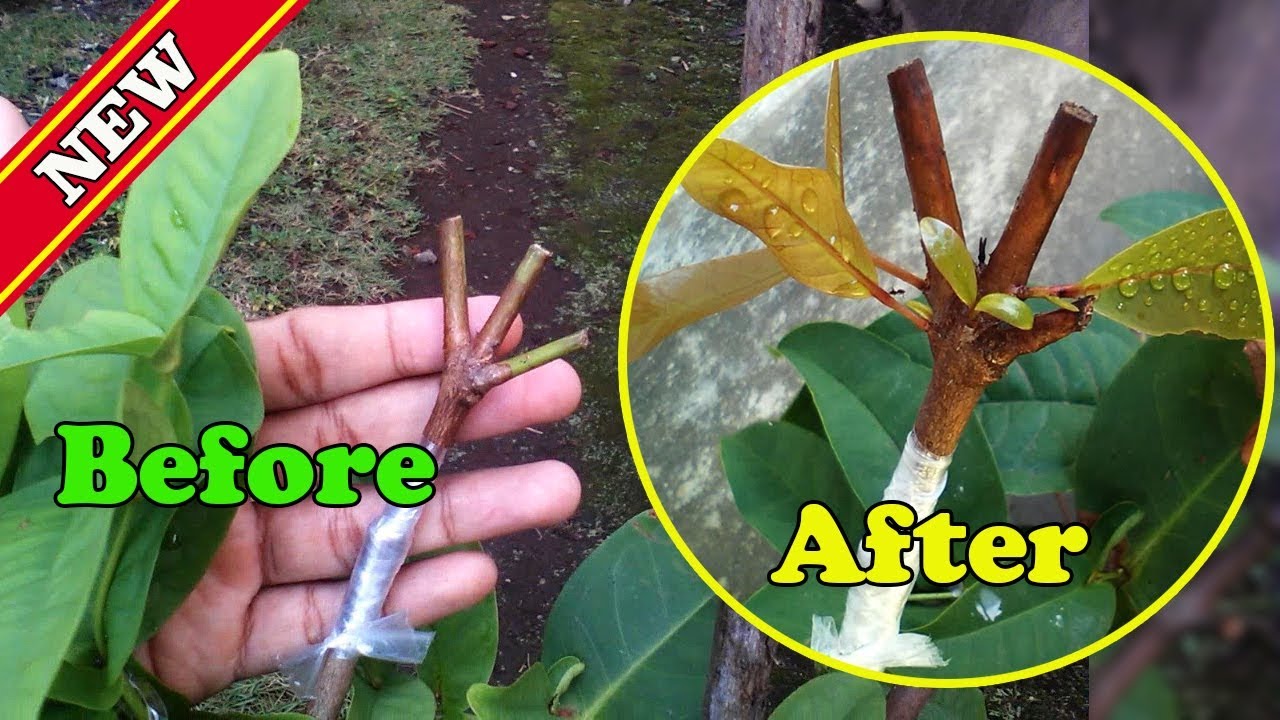 Cleft Grafting Tutorial Before And After Tested On Water Apple Tree by ...