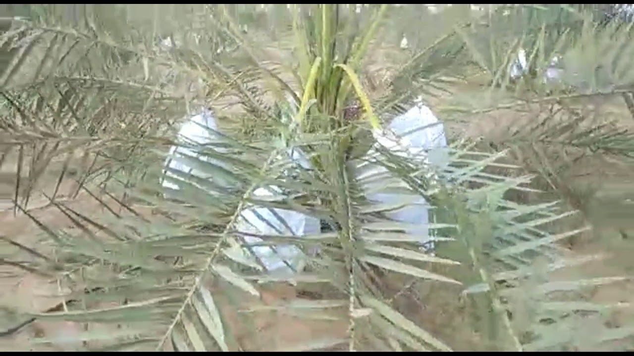 Kharak plants - YouTube