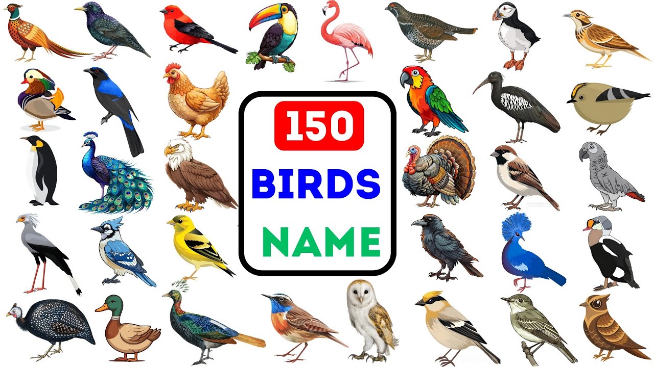 Birds Vocabulary | 150 Birds Name in English with Pictures l Birds Name ...