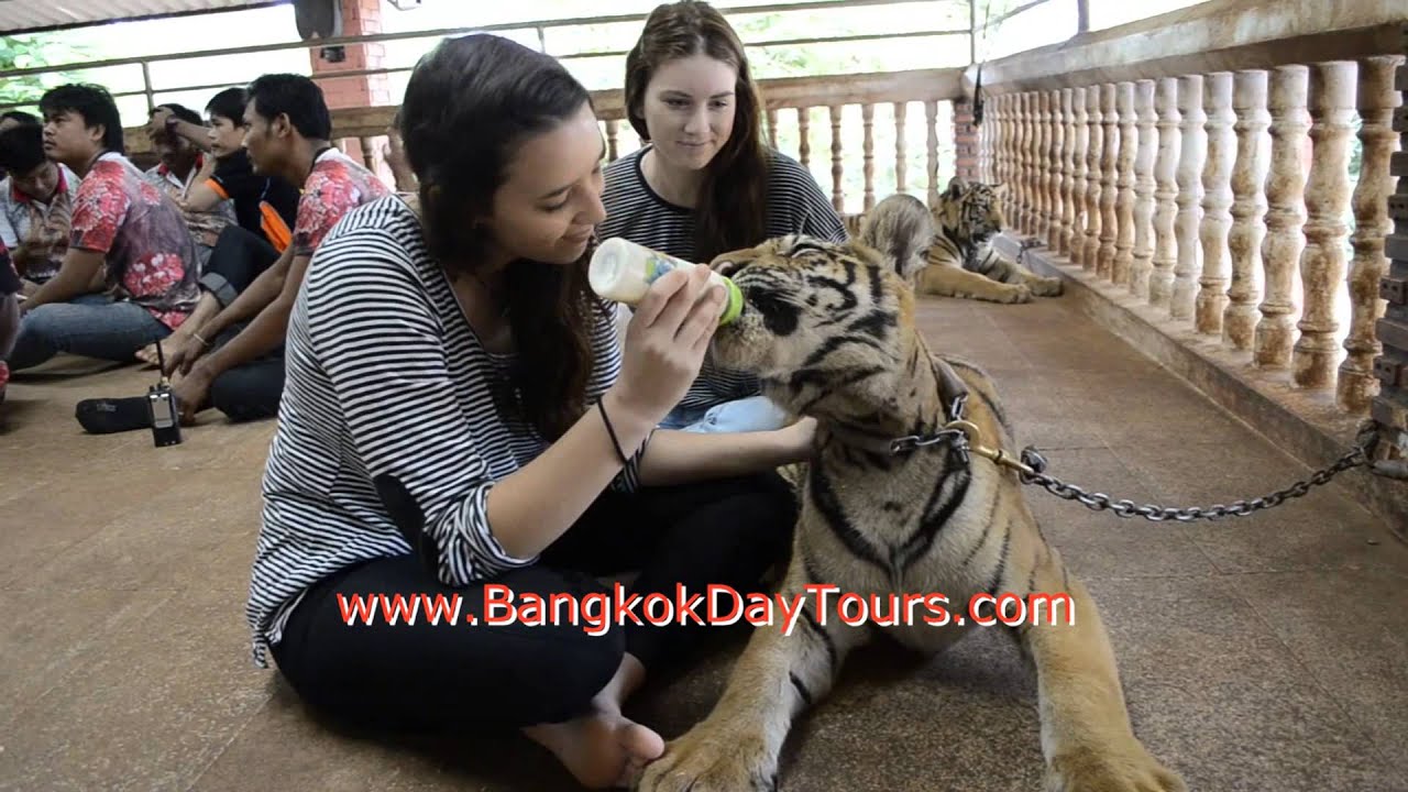 Tiger Temple Breakfast with Monks via Bangkok Day Tours - YouTube