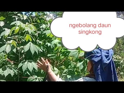 Ngebolang daun singkong sebelum balik ke tempat cari rezeki@raychannel1 - YouTube