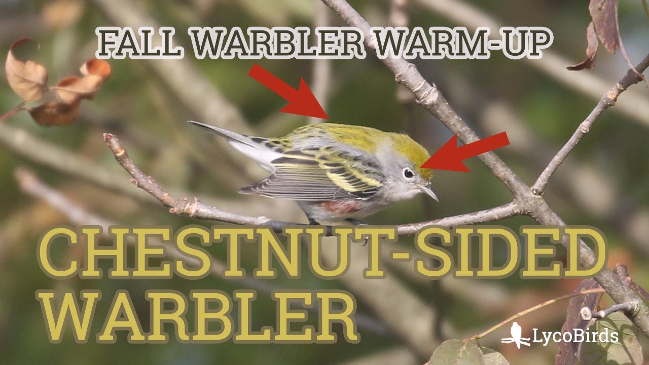 Chestnut-sided Warbler Identification in Nonbreeding Plumage | Fall ...
