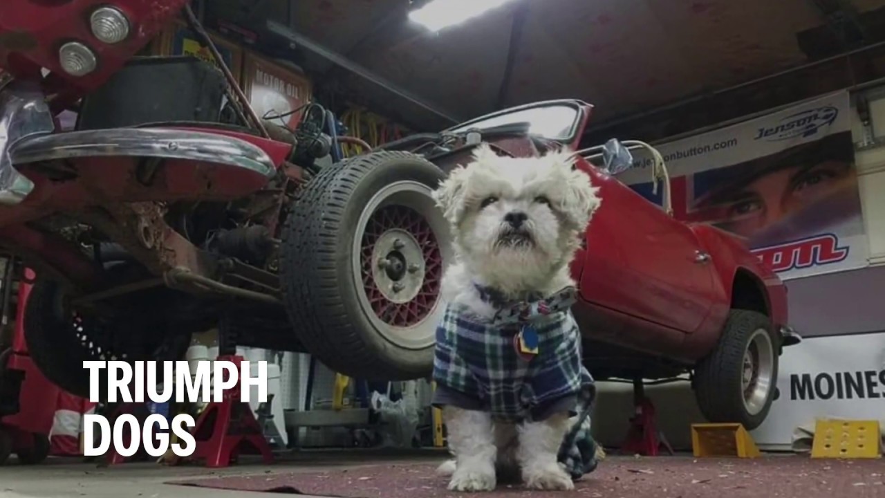 Triumph Dogs - YouTube