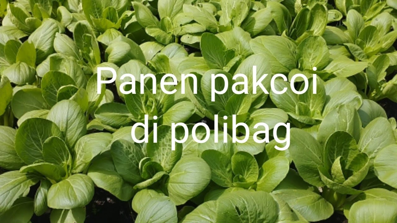 Panen pakcoi di polibag - YouTube