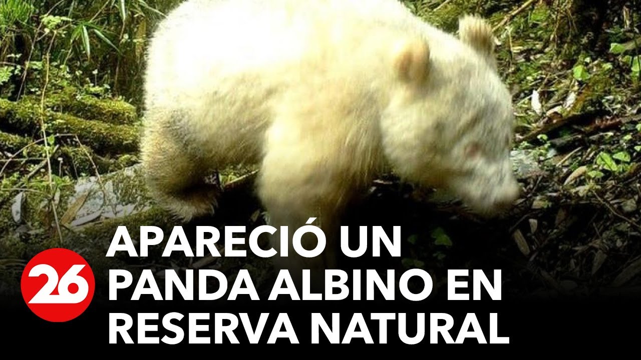 CHINA | Apareció un panda albino en reserva natural - YouTube