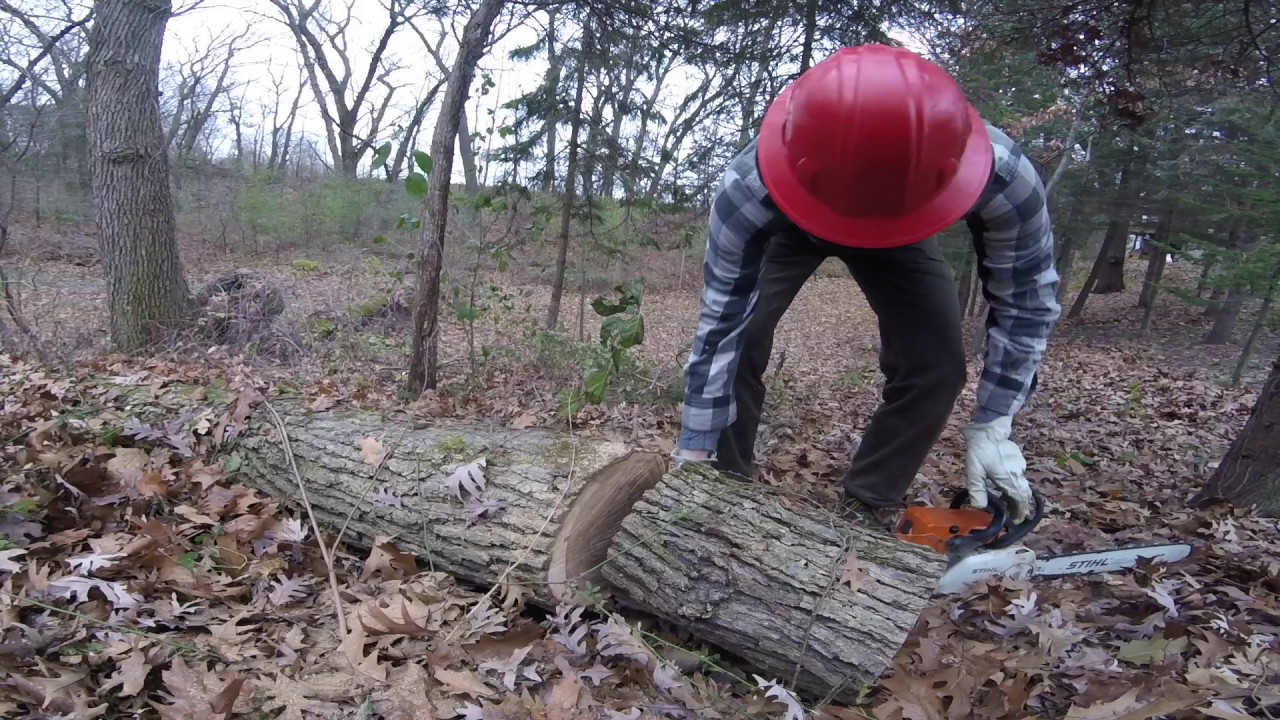 Logging - dropped trees - YouTube