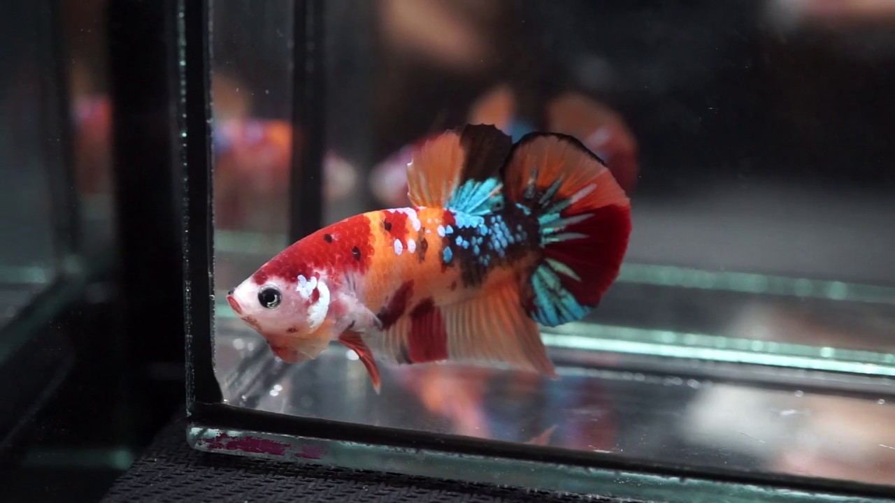 Betta Fish HYBRID NEMO KOI MULTI COLOR GALAXY STAR Halfmoon Plakat HMPK ...