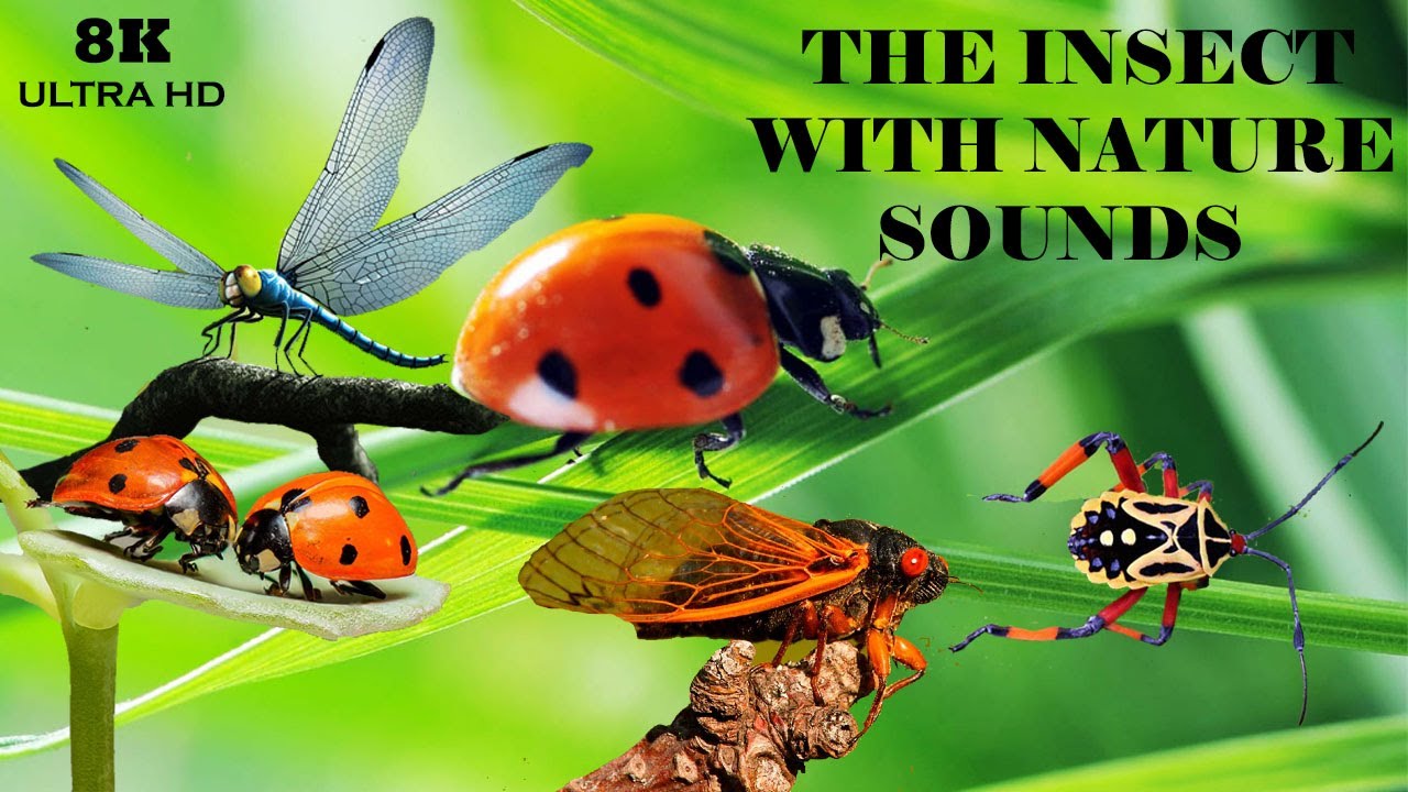 CLOSE-UP INSECT_8K (60FPS)ULTRA HD -With Relaxing Nature Sounds ...