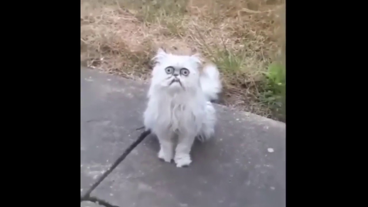 ma theres a weird fuckin stray cat outside - YouTube