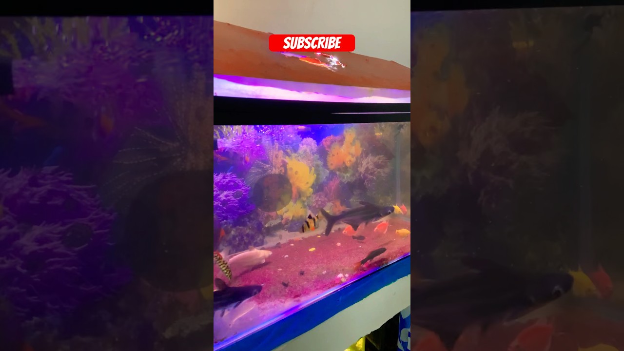 Fish tank #trending #viralvideo #vlog #shorts #fish #pets #funny # ...