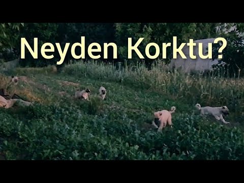 BÖLÜM 28- KEŞİF 