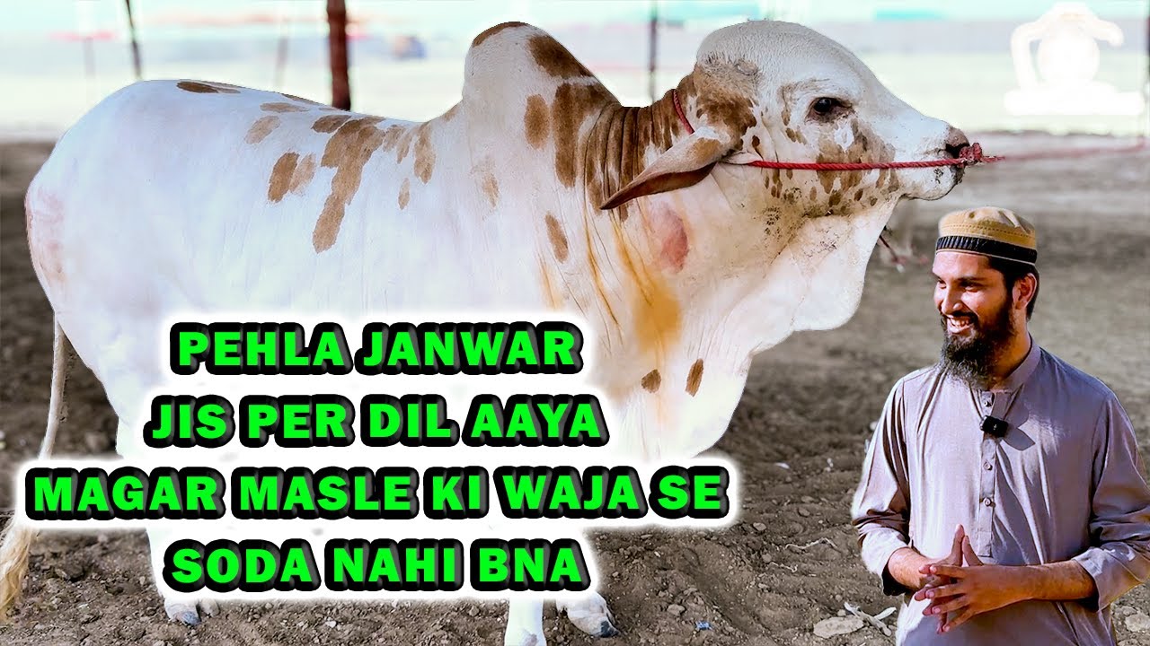 Mandi Main Sibbi Kis Block Main Aaey Hain? Kya RATES Hain? Cattle ...
