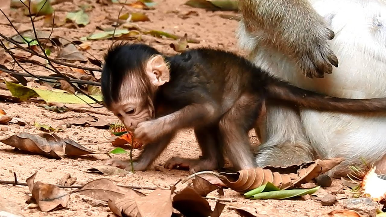Oh What does baby monkey Brittany do?, Look Brittany is very happy with ...