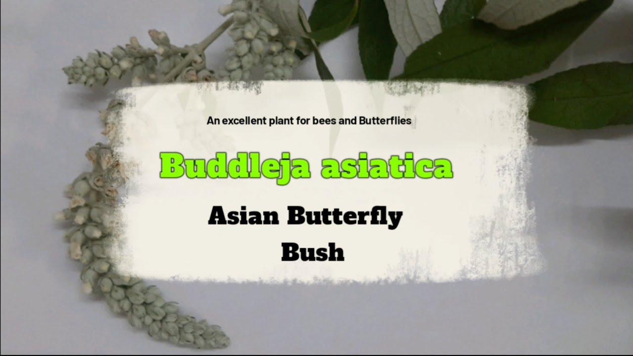 Buddleja asiatica, Asian Butterfly bush,White Butterfly bush - YouTube