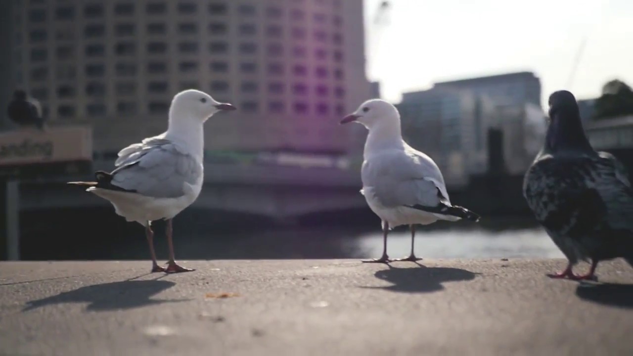 Birds Of Melbourne - YouTube