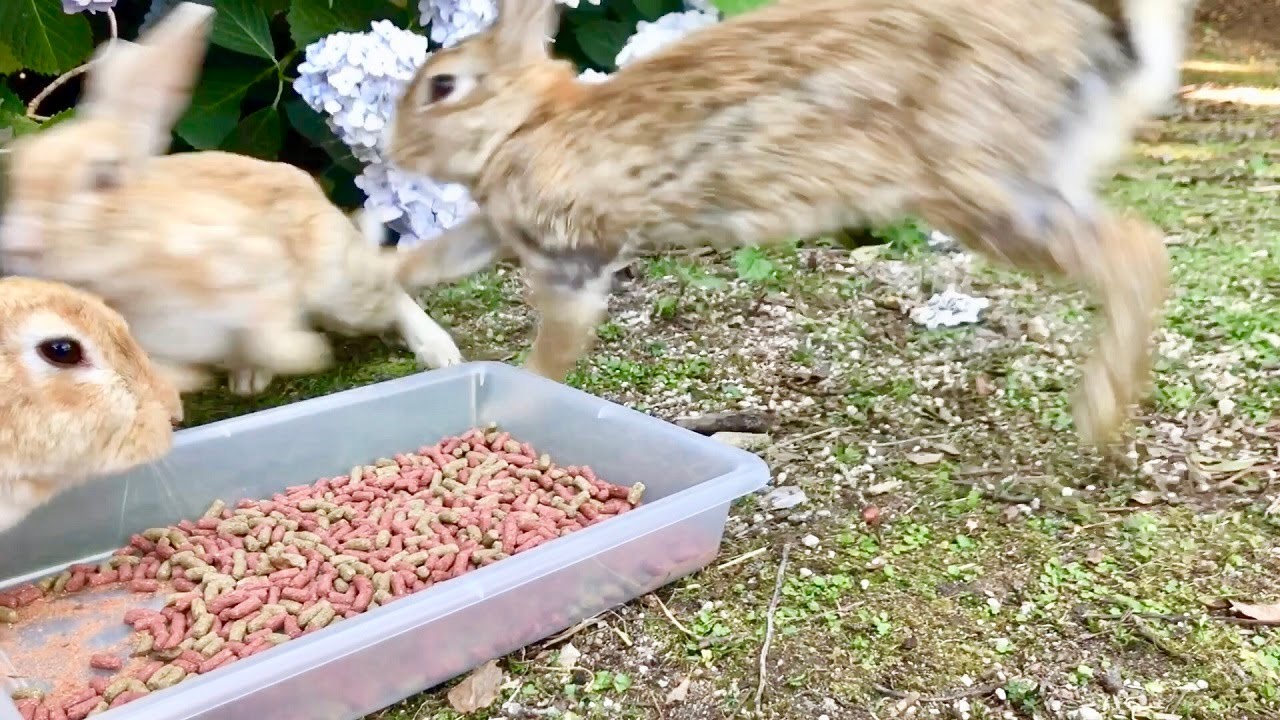 Violent rabbit fight | Rabbit Jump - YouTube