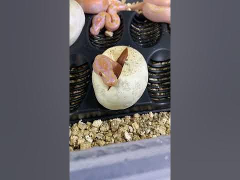 Baby Ball Python Hatching! - YouTube