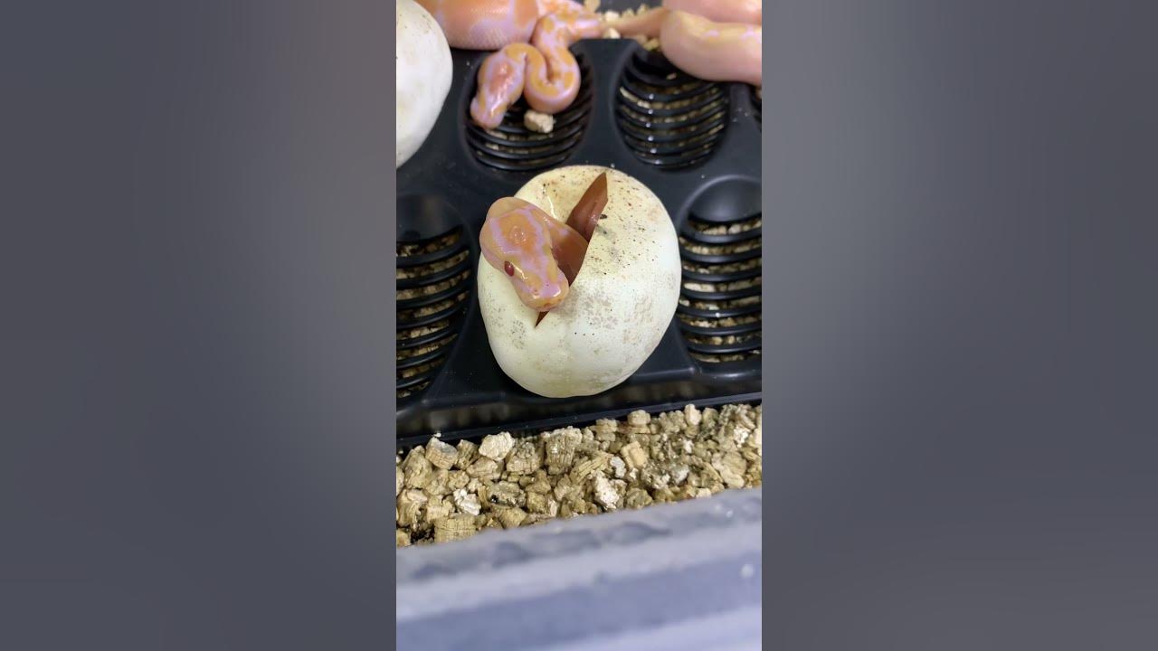 Baby Ball Python Hatching! - YouTube