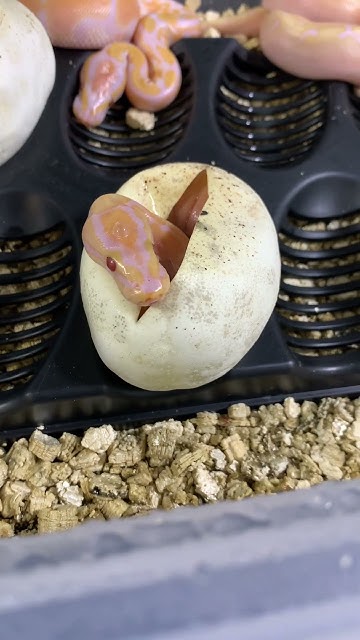 Baby Ball Python Hatching! - YouTube