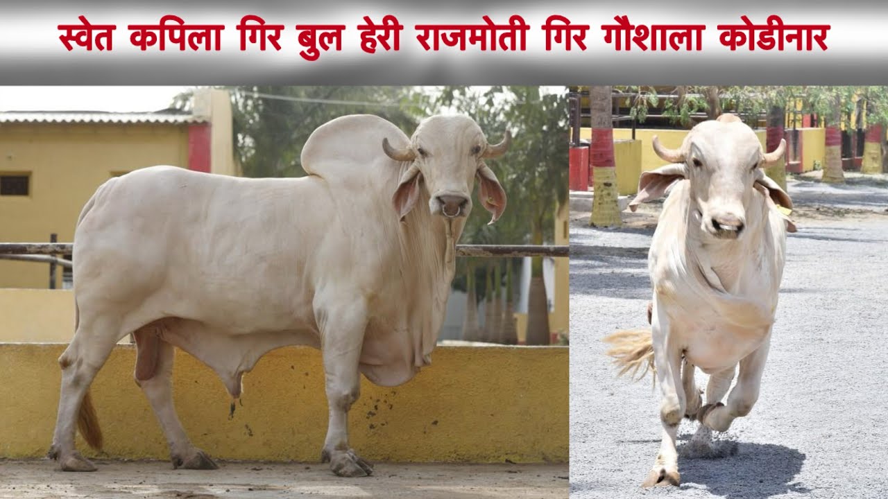 Swet Kapila Gir Bull Rajmoti Gir Gaushala Kodinar Gujarat 🐂 - YouTube