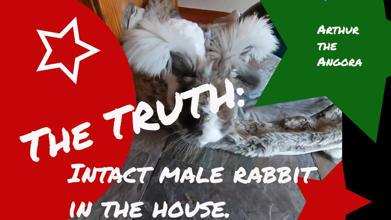 The truth about intact male rabbits in the house - YouTube