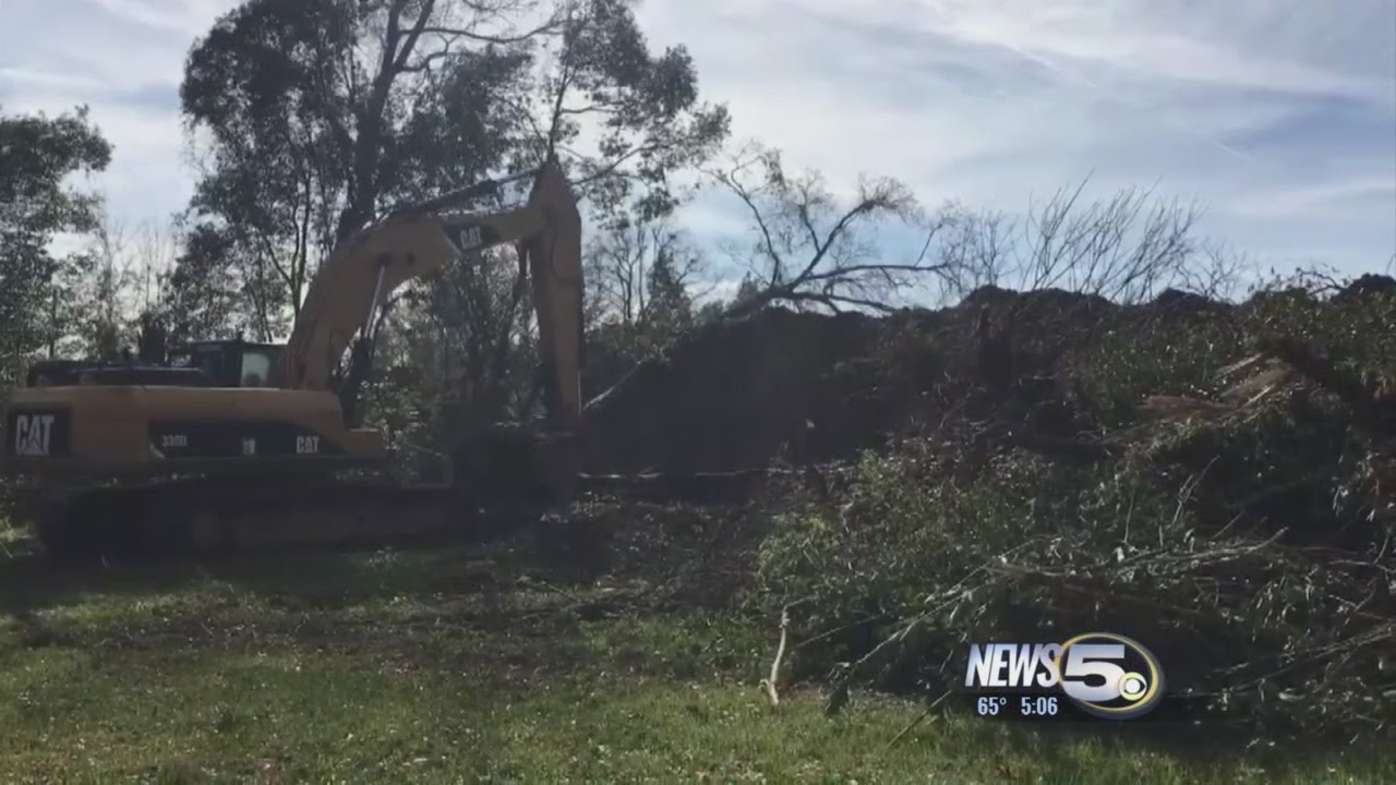 "Disgusting" Tree Removal - YouTube