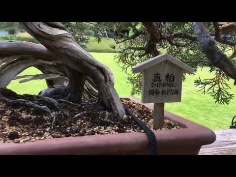500 year old Bonsai trees Happoen Garden Tokyo Japan - YouTube