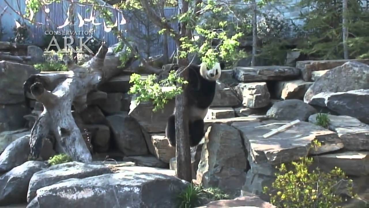 Our Giant Pandas Swap Exhibits YouTube our-giant-pandas-swap-exhibits-youtube