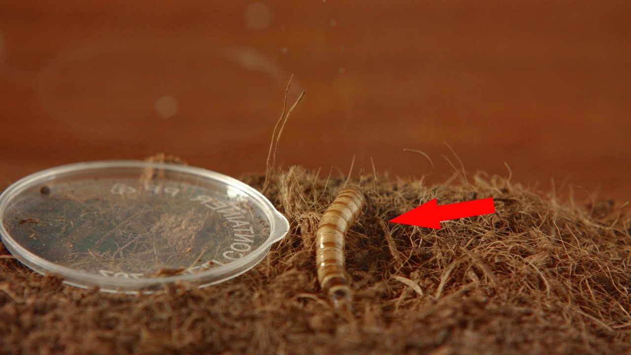 giant centipede feeding|I fed the red dragon centipede, a fat and juicy ...