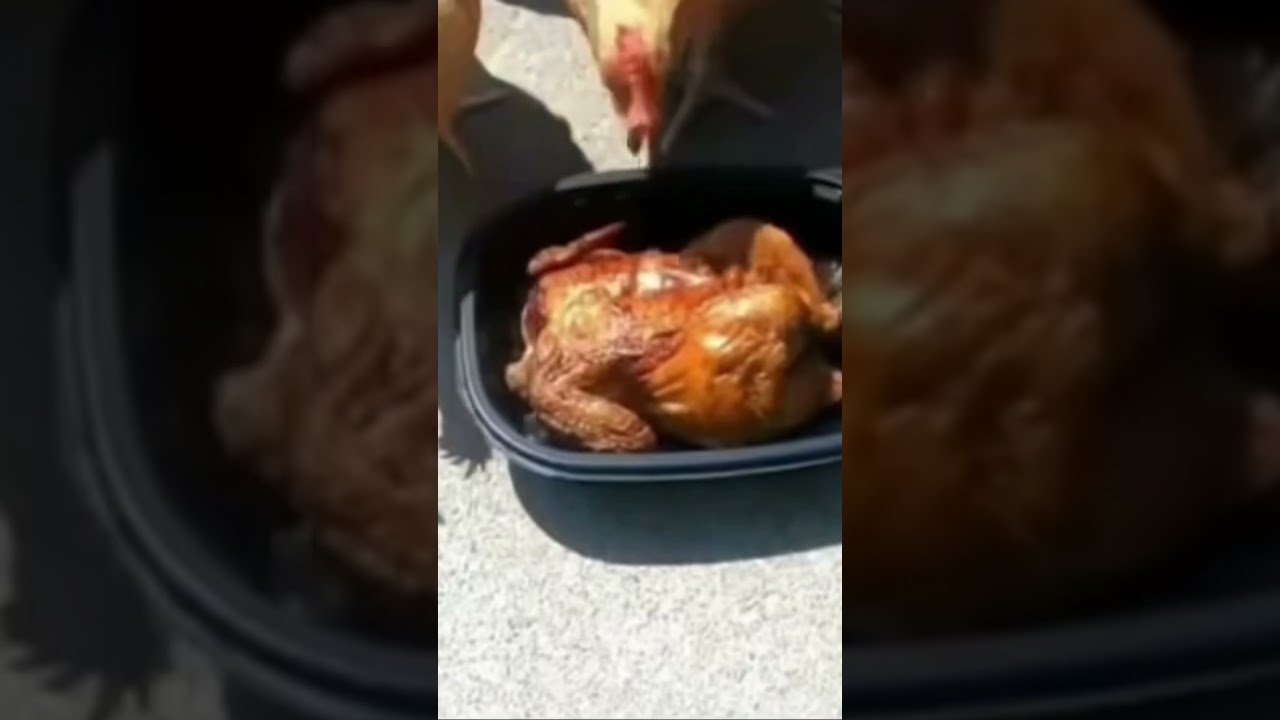 Chickens eating Chicken #funny #memes #funnychicken - YouTube
