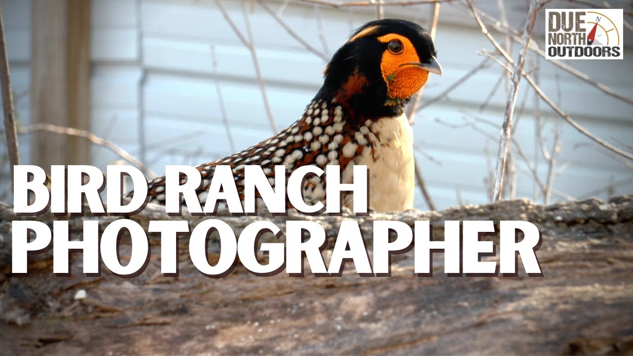 Bird Ranch Photographer - YouTube