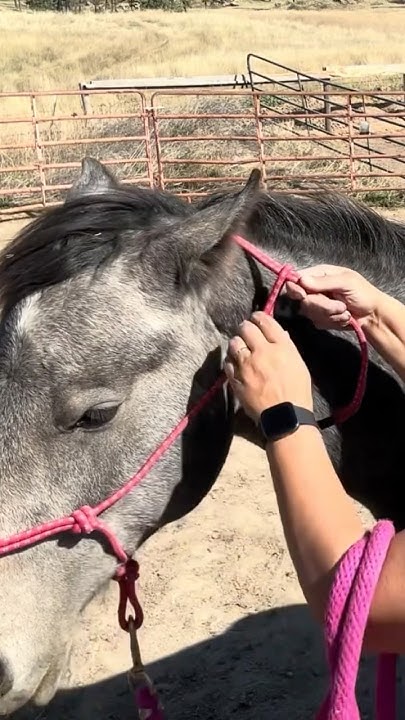 The Ultimate Guide to Tying a Rope Halter 🤠 - YouTube