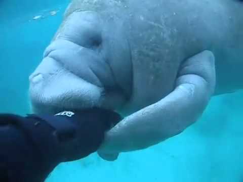 Manatee Attack | getting attacked by a manatee - YouTube