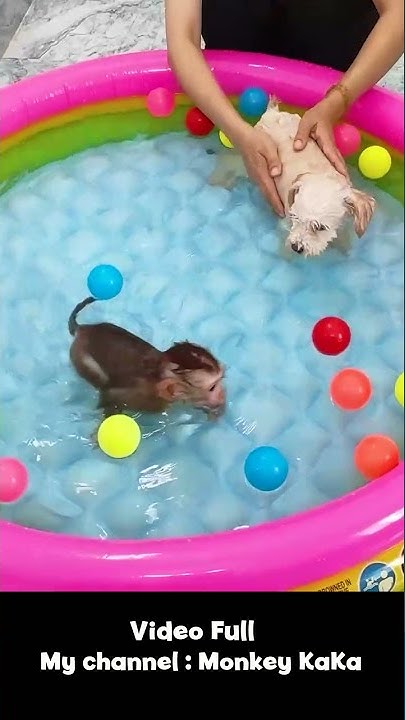 Monkey Hair Red Smart Monkey bathing in a swimming pool with a cute dog 2 #short - YouTube