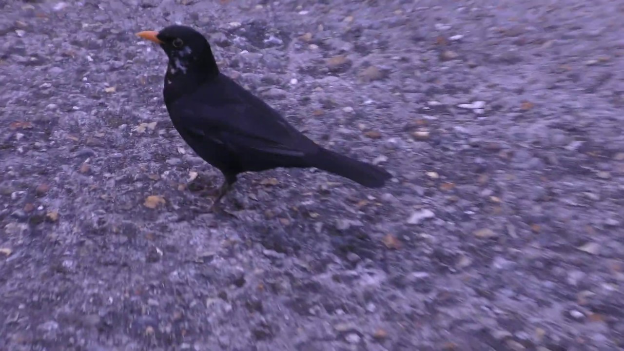 leucistic Male Blackbird in Cambridge UK 28may2020 812p - YouTube