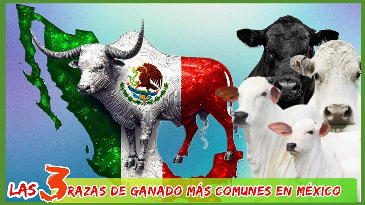 Explorando las Tres Razas de Ganado Más Comunes en México:BRAHMAN ...